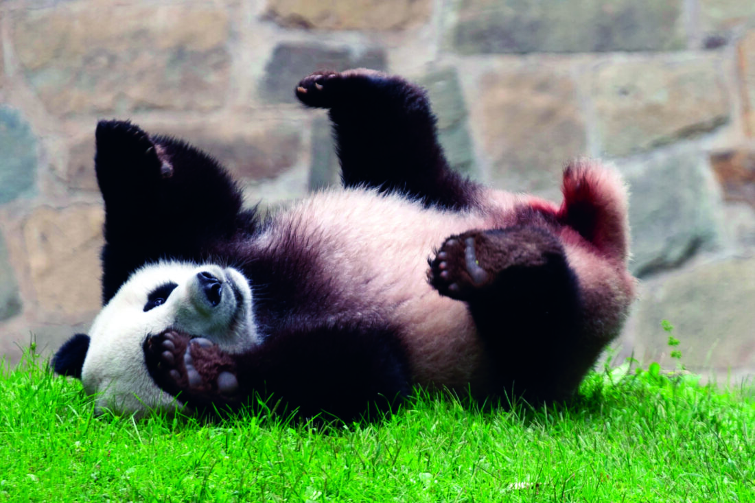 National Zoo’s giant pandas fly home to China | News, Sports, Jobs ...